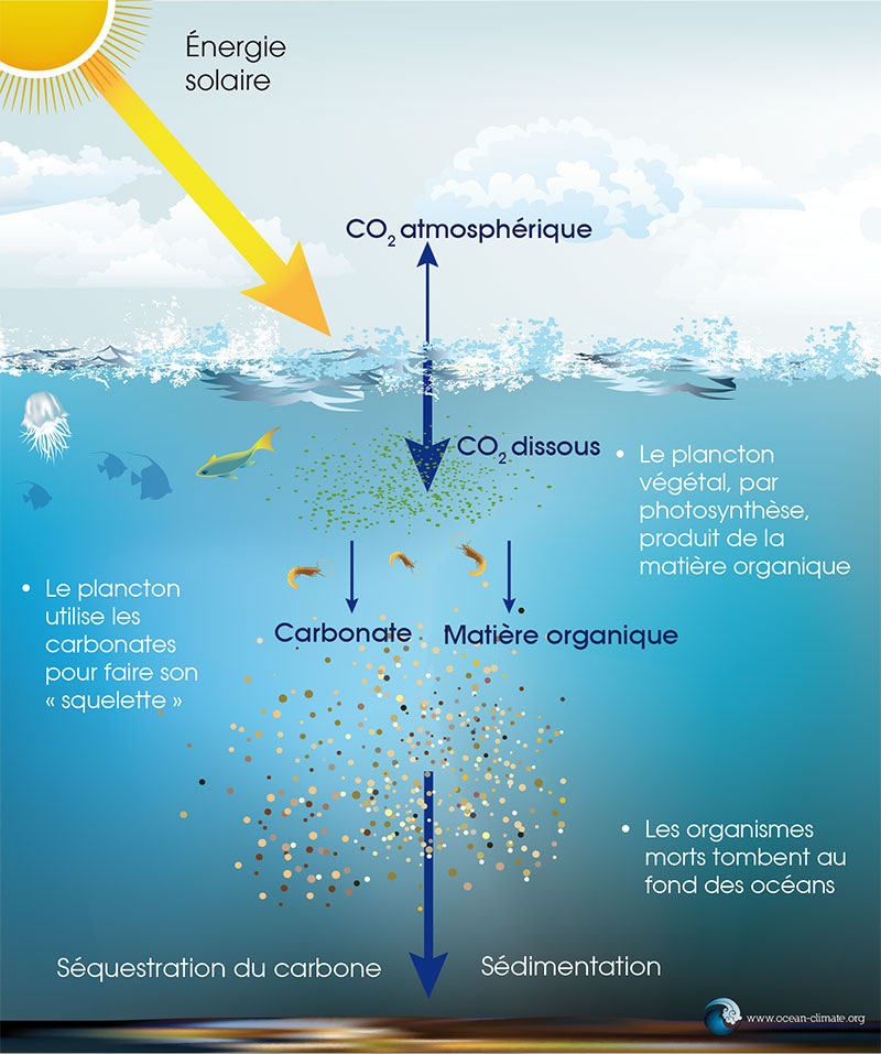 L’OCÉAN, ORIGINE DE LA VIE – Ocean & Climate Platform